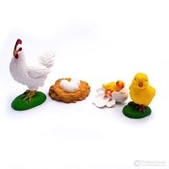 Life Cycle of Chicken - Objects Only