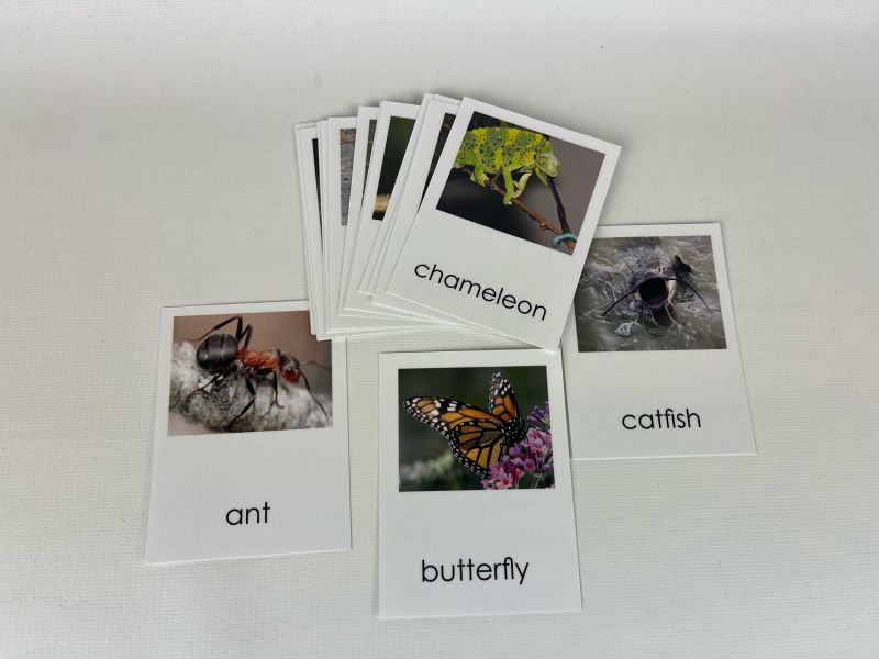 Sorting - Carnivore, Herbivore and Omnivore